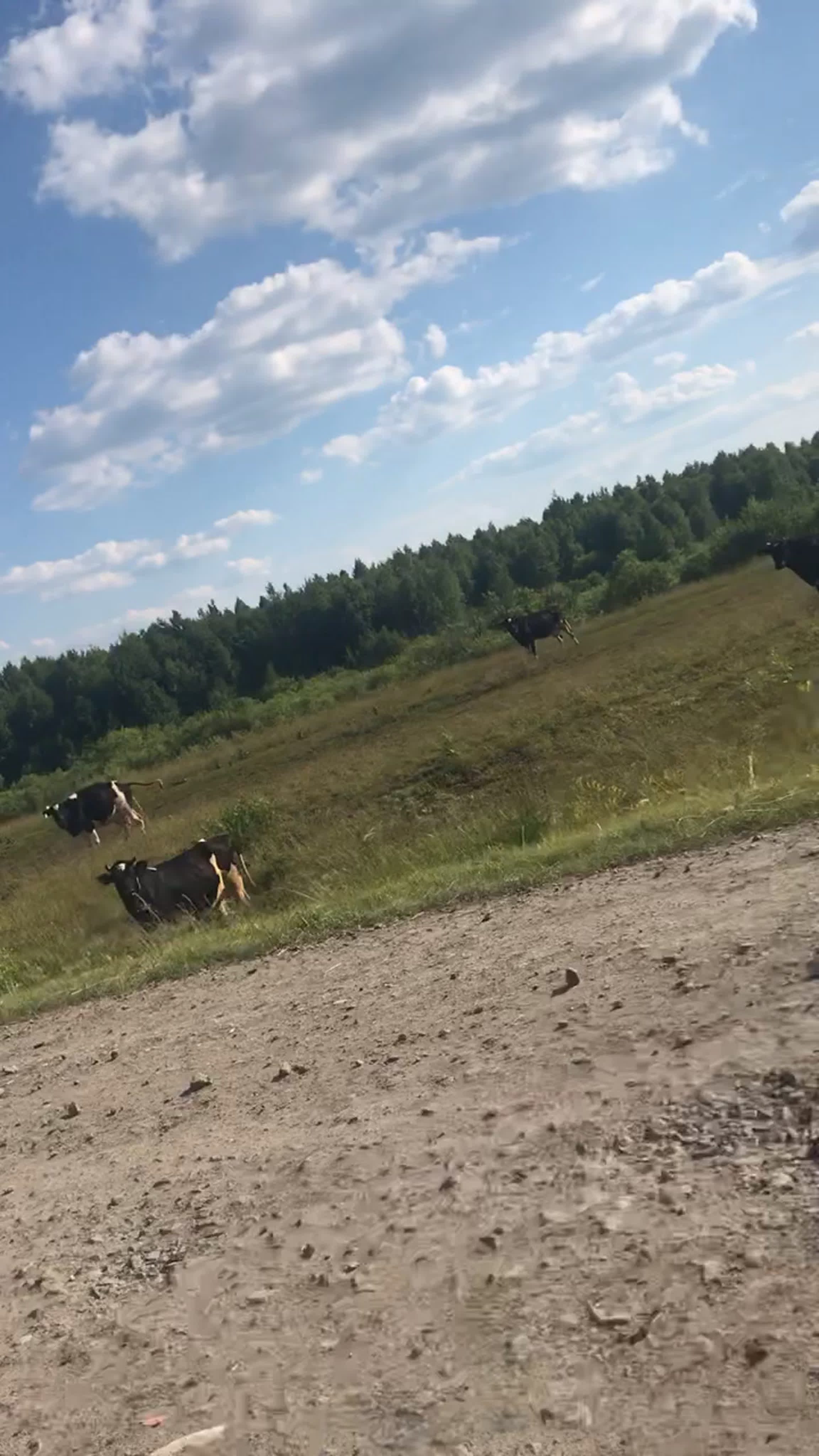 Мууу藍 — Видео от Valeriya Struina | ВКонтакте